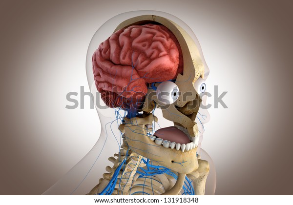 Human Anatomy Structure Head Brain Eyes庫存插圖 131918348 | Shutterstock