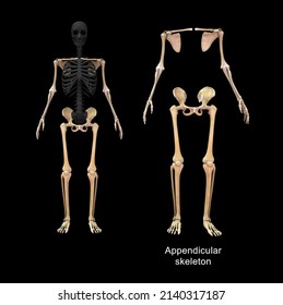 Human Appendicular Skeleton Bones Anatomy 3d Stock Illustration ...