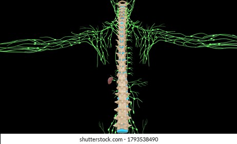 Human Back Bone Lymph Nodes3d Render Stock Illustration 1793538490 ...
