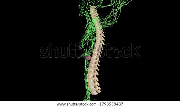 human back bone with lymph nodes.3D Render