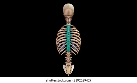 Human Back View Ribs Bones Anatomy Stock Illustration 2192529429 ...