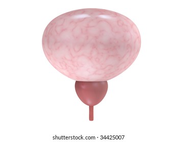 12,015 Bladder 3d Images, Stock Photos & Vectors | Shutterstock
