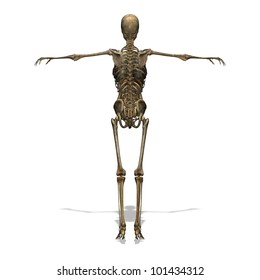 Human Skeleton Arms Outstretched 스톡 일러스트 24898897 | Shutterstock