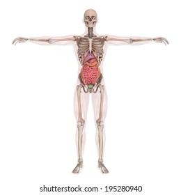 Human Body Stock Illustration 195280940 | Shutterstock