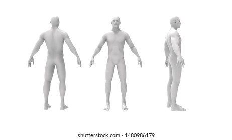 3d Rendering Man Woman Standing Anatomical Stock Illustration 1925566253