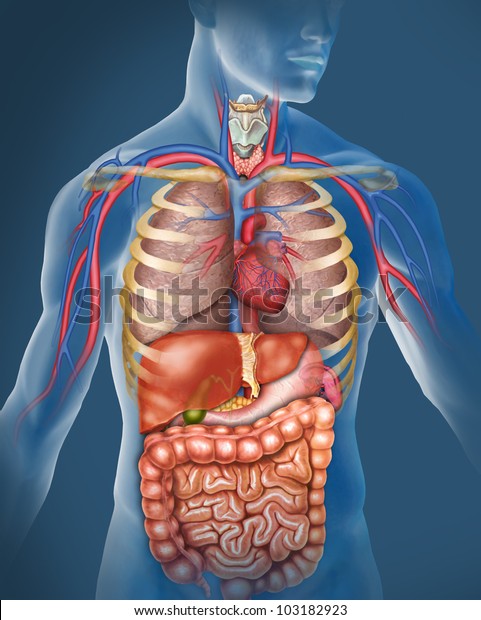 인간 스톡 일러스트 103182923 | Shutterstock