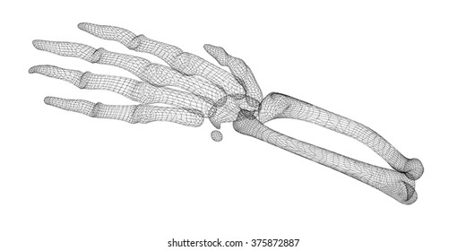 Human Body Hand Body Structure Wire 스톡 일러스트 374330533 | Shutterstock
