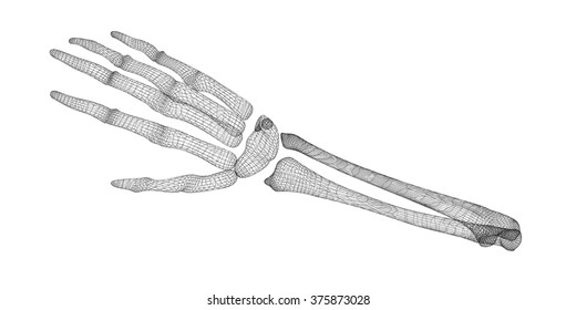 Human Body Hand Body Structure Wire: Hình minh họa có sẵn 375873028 ...