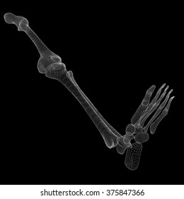 Human Body Leg Body Structure Wire Stock Illustration 375847366 ...