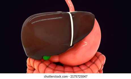 Human Body Liver Function Front Back Stock Illustration 2175725047 ...