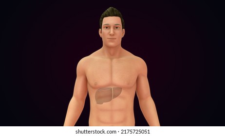 Human Body Liver Function Front Back 库存插图 2175725051 | Shutterstock