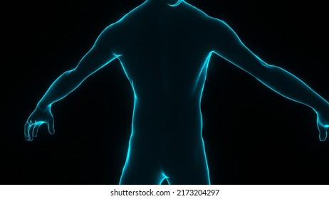 Human Body Human Model Illustration Bioengineering Stock Illustration ...