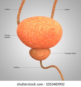 Human Body Organs Anatomy Urinary Bladder 库存插图 782865586 | Shutterstock