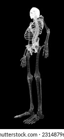 Human Body Skeleton Body Structure Wire Stock Illustration 231487963 ...