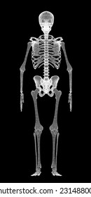 Human Body Skeleton Body Structure Wire 스톡 일러스트 231487930 | Shutterstock