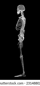Human Body Skeleton Body Structure Wire 스톡 일러스트 231488029 | Shutterstock