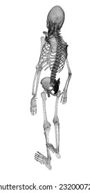 Human Body Skeleton Body Structure Wire: ภาพประกอบสต็อก 232000729