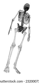 Human Body Skeleton Body Structure Wire Stock Illustration 232000732 ...