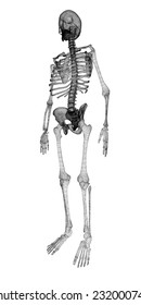 Human Body Skeleton Body Structure Wire Stock Illustration 232000741 ...