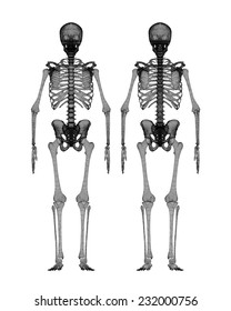 Human Body Skeleton Body Structure Wire 스톡 일러스트 232000738 | Shutterstock