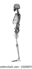 Human Body Skeleton Body Structure Wire 스톡 일러스트 231488029 | Shutterstock