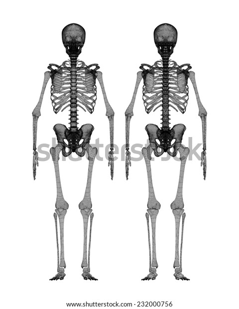 Human Body Skeleton Body Structure Wire Stock Illustration 232000756