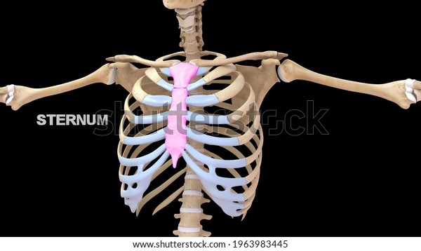 Human Bone Sternum 3d Illustration 库存插图 1963983445 | Shutterstock