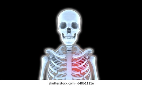 Human Bones Human Skeleton Lighting Red Stock Illustration 648611116 ...