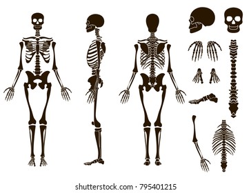 Human Bones Skeleton Structure Elements Set Stock Illustration ...