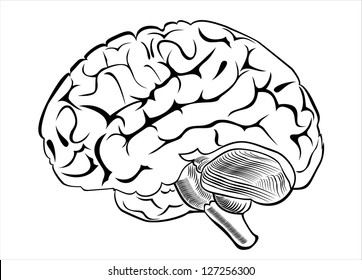 Human Brain Gray Color Stock Vector (Royalty Free) 47431078 | Shutterstock