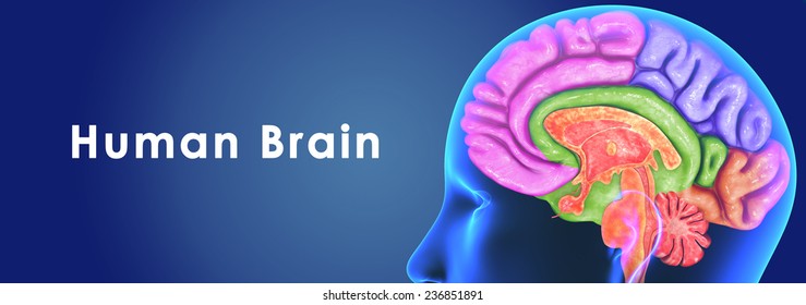Science Marijuana How Thc Affects Brain Stock Vector (Royalty Free ...