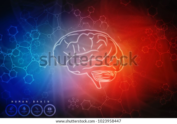 Human Brain 2d Illustration Stock Illustration 1023958447