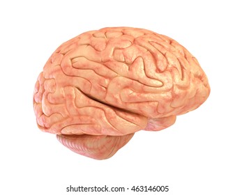 Human Brain 3d Rendering Isolated On: ภาพประกอบสต็อก 736940860 ...