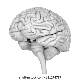 Human Brain 3d Model Medically Accurate Stock Illustration 499645729