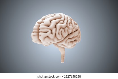 Human Brain Anatomical Model 3d Illustration Stock Illustration ...