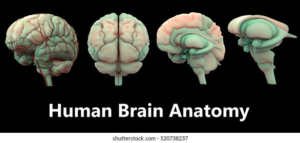 Ilustrasi Stok Human Brain Anatomy 3d 518403250 | Shutterstock