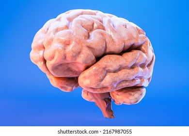 Human Brain Anatomy 3d Render Stock Illustration 2167987055 | Shutterstock