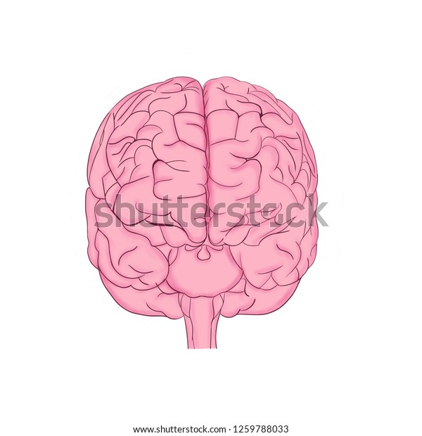 Human Brain Back View: ภาพประกอบสต็อก 1259788033 | Shutterstock