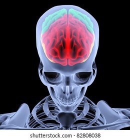Human Brain By Xrays Isolated On Stock Illustration 82808038 | Shutterstock