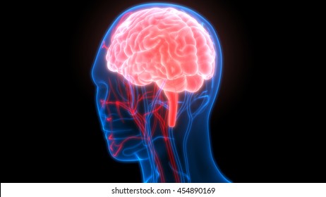 Human Brain Circulatory System 3d Stock Illustration 454890208