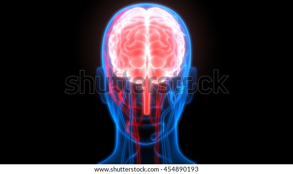 Human Brain Circulatory System 3d Stock Illustration 454890193 ...
