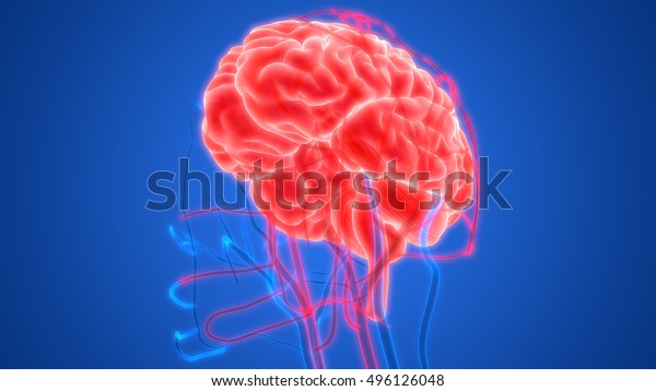 Human Brain Circulatory System 3d 스톡 일러스트 496126048 | Shutterstock
