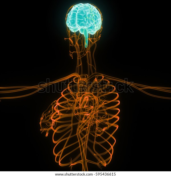 Human Brain Circulatory System 3d Stock Illustration 595436615 ...