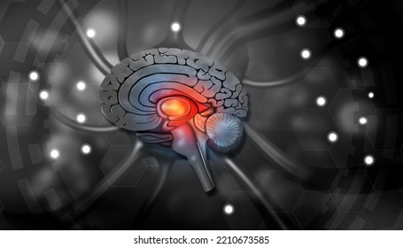 Human Brain Cross Section 3d Illustration Stock Illustration 2210673585 ...