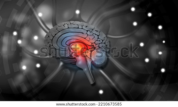 Human Brain Cross Section 3d Illustration Stock Illustration 2210673585 ...