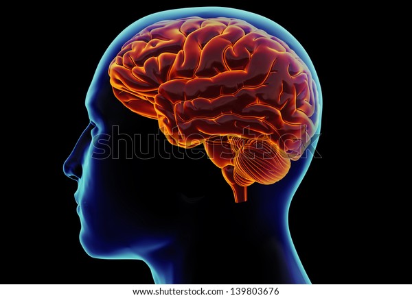 Human Brain Head Stock Illustration 139803676