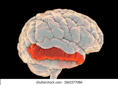 Human Brain Highlighted Precentral Gyrus Side: ภาพประกอบสต็อก ...