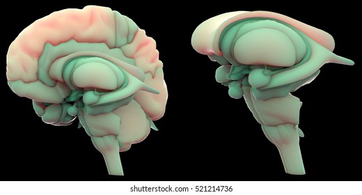Human Brain Inside Anatomy 3d Stock Illustration 521214736 | Shutterstock