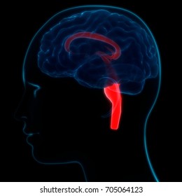 Human Brain Inside Anatomy 3d Stock Illustration 705064123 | Shutterstock