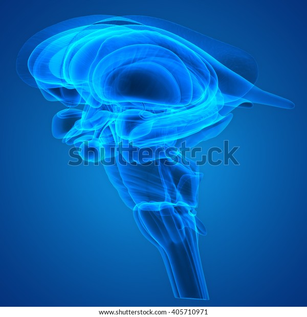 Human Brain Inside Anatomy 3d Stock Illustration 405710971 | Shutterstock